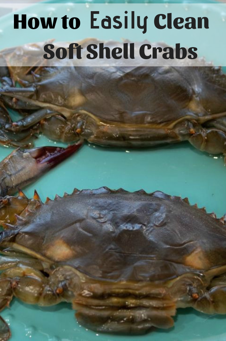 How To Clean Soft Shell Crabs This Ole Mom