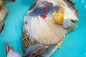 How to Clean Soft Shell Crabs - This Ole Mom