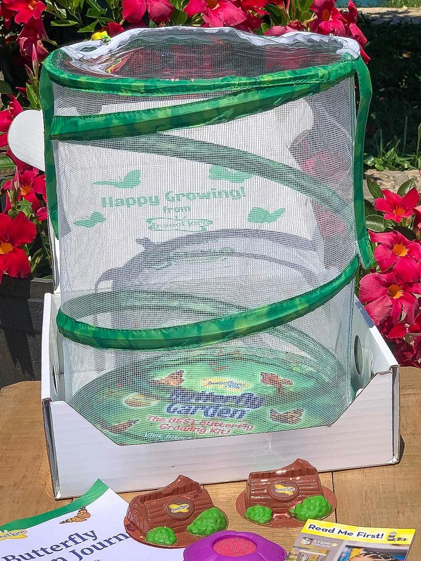 Butterfly Life Cycle Kit - This Ole Mom