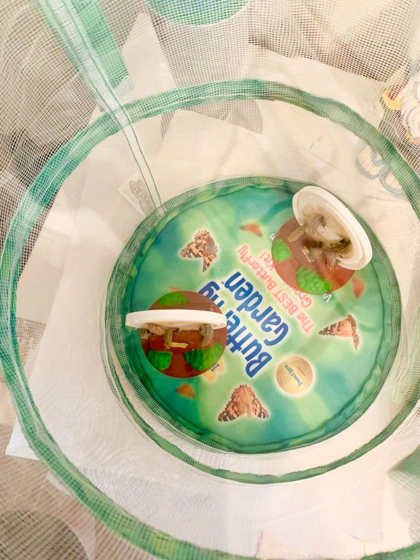 Butterfly Life Cycle Kit - This Ole Mom